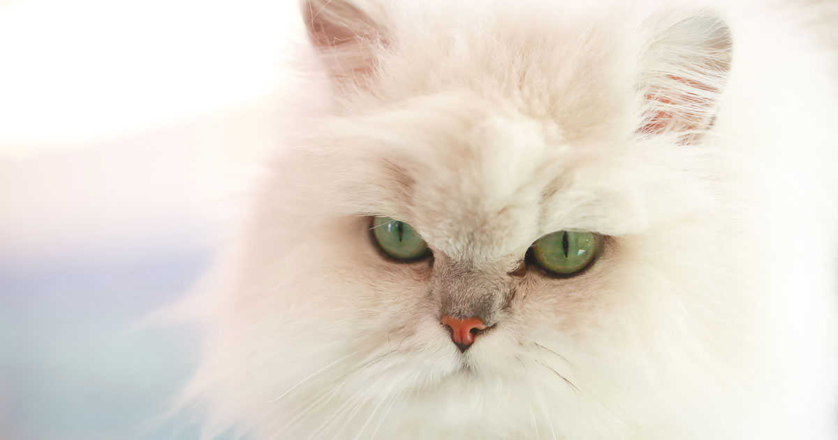 Welcome to Natural Cat Vet