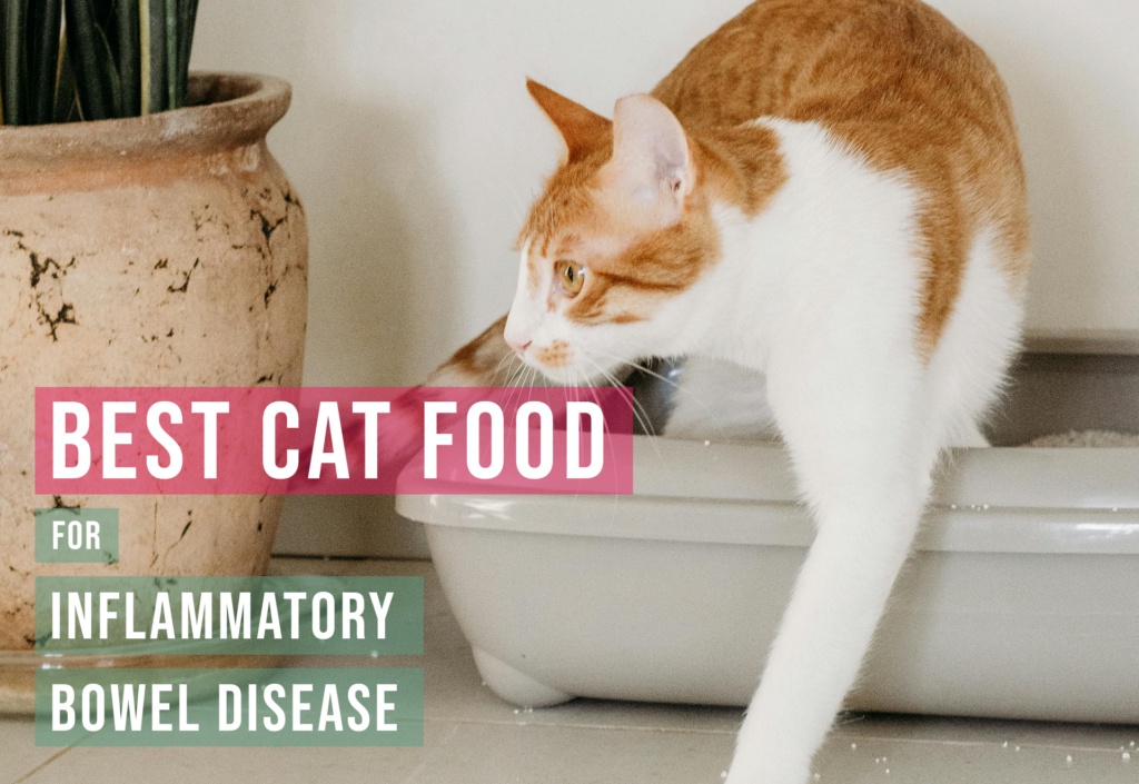 Best Cat Food for IBD (Inflammatory Bowel Disease)